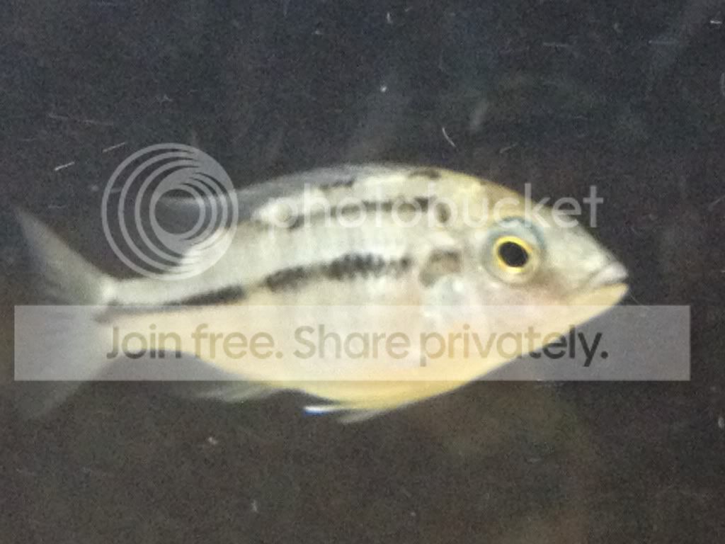 Male or Female?? | Cichlid Fish Forum