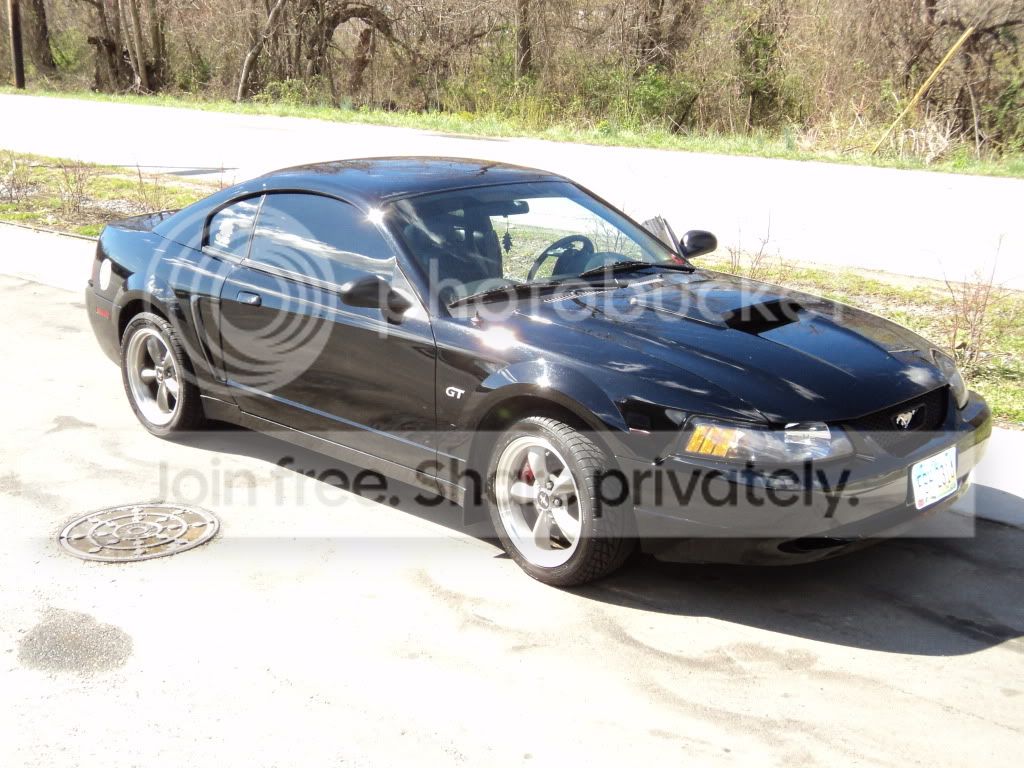 01 Black Bullitt and 20% tint!!! | Ford Mustang Forum